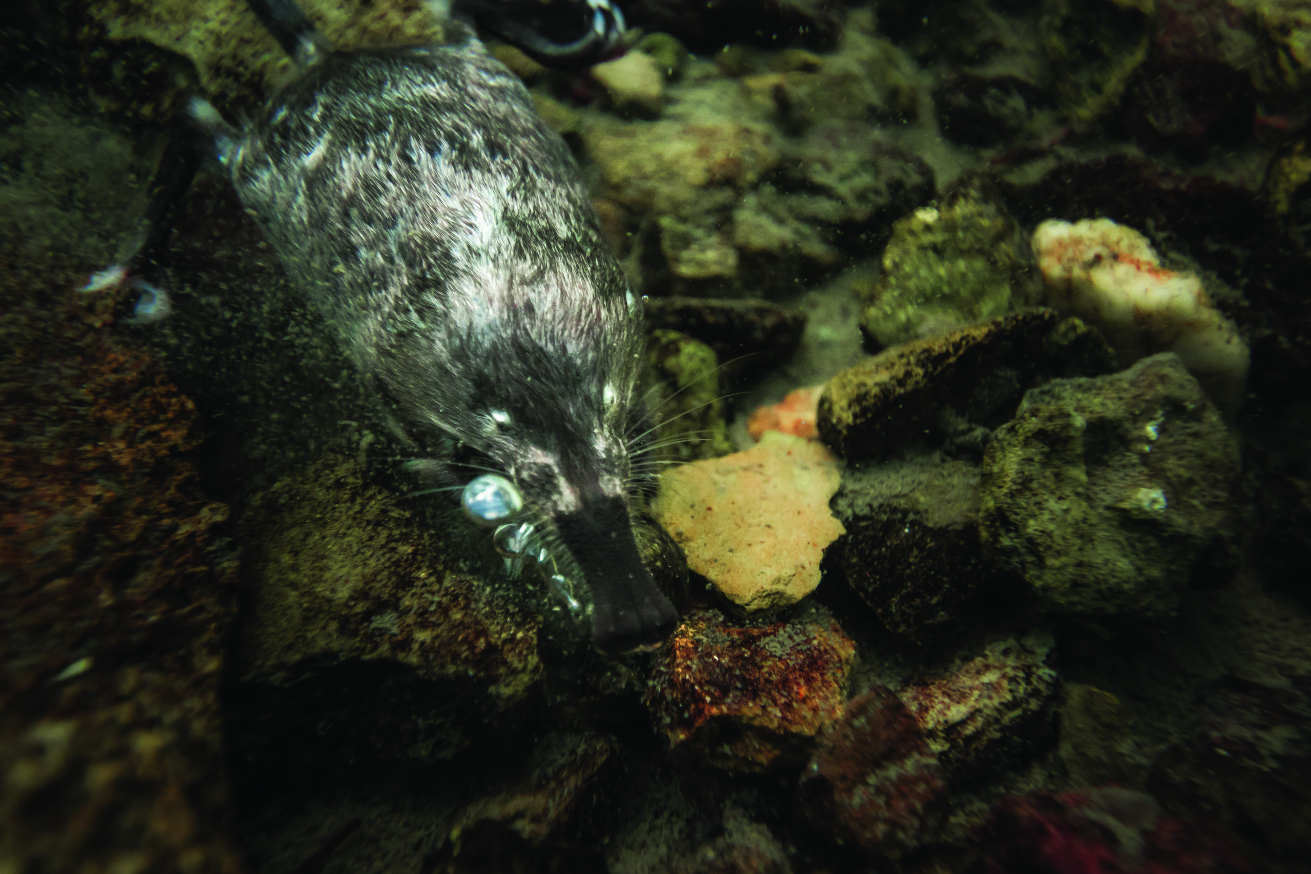 Protection Desman des Pyrénées | Conservatoire d'espaces naturels Occitanie
