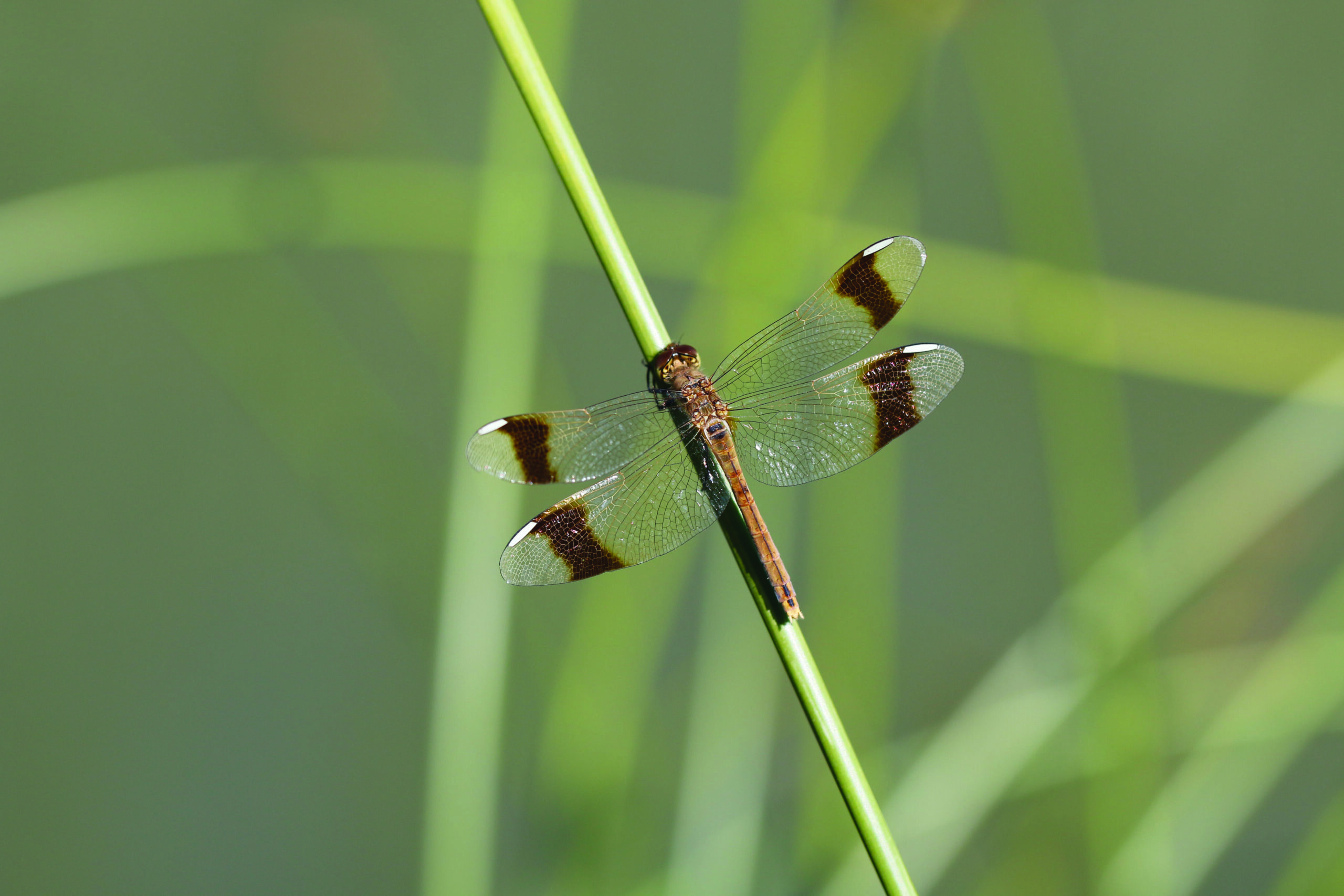 Protection des Odonates | Conservatoire d'espaces naturels Occitanie